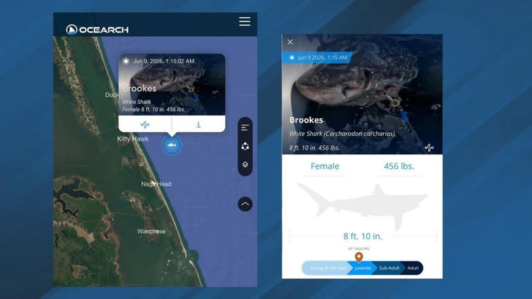 OCEARCH tracker shows tagged shark Brookes pinging just off the North ...