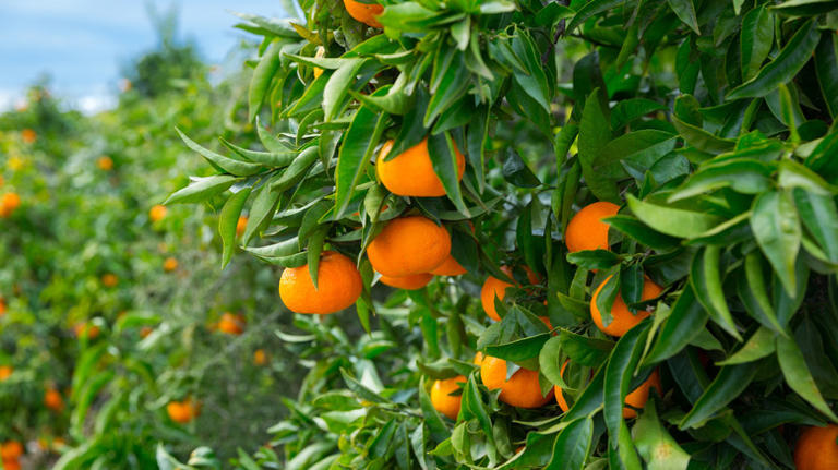 These 10 Home Depot fruit trees will bring new life to your garden