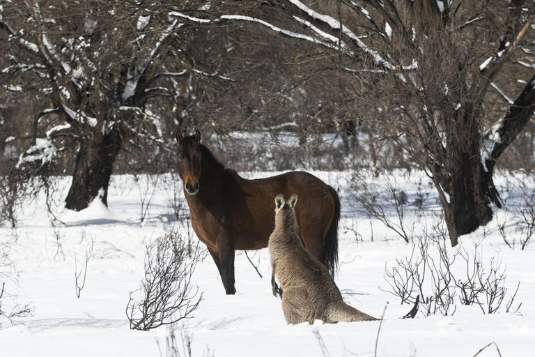 Australia sends in helicopters to shoot wild horses from the air to ...