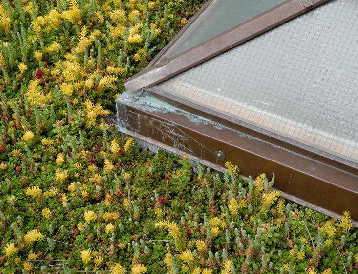 10 things nobody tells you about sedum