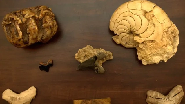 Kansas boy uncovers 85-million-year-old sea predator fossil