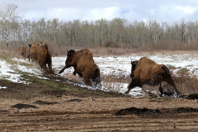 Star Blanket Cree Nation welcomes return of bison with new herd