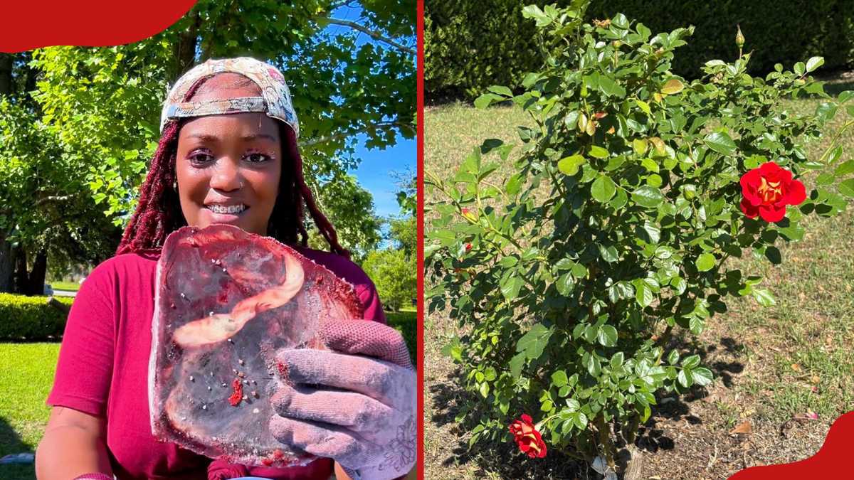 Mum who buried daughter’s placenta under rose bush shares stunning ...