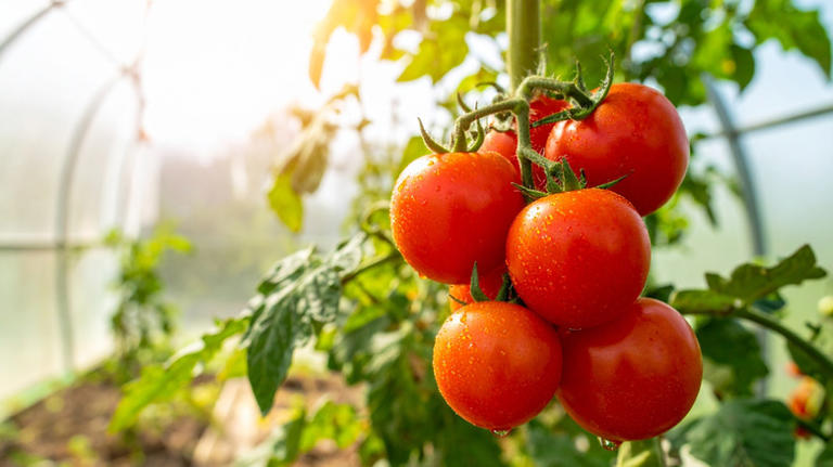 How often do I need to replace soil for tomato plants?
