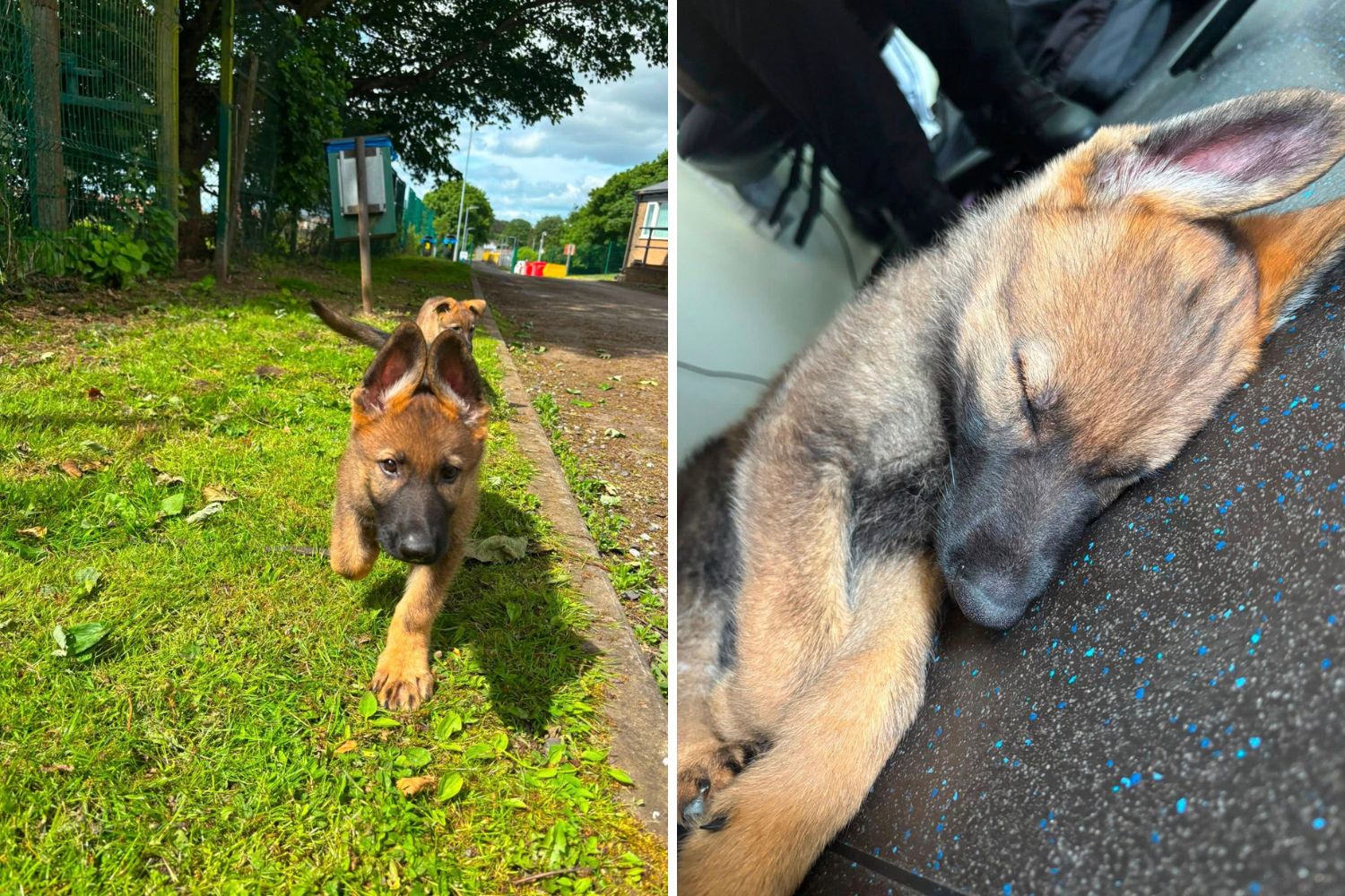 The cutest photos of puppy police dogs training to track down Wearside ...