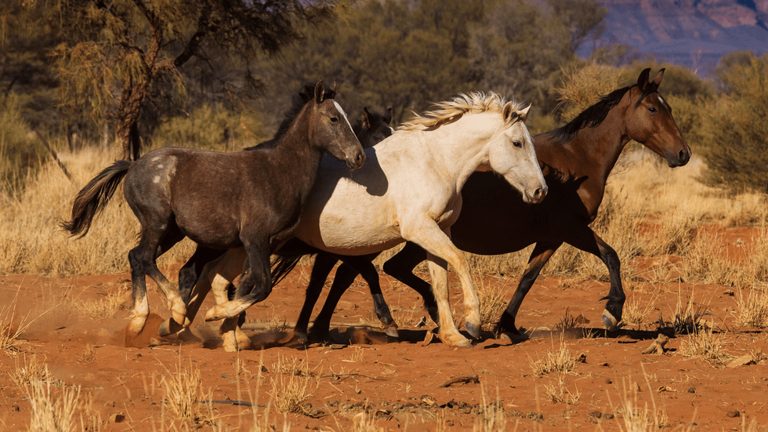 Australia sends in helicopters to shoot wild horses from the air to ...