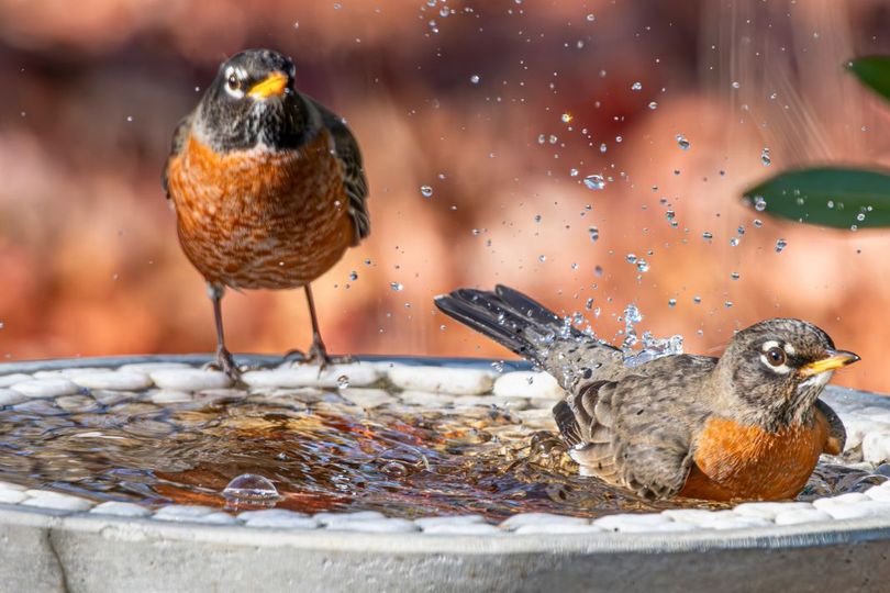 Birds will flock to your garden all summer if you add one simple item ...