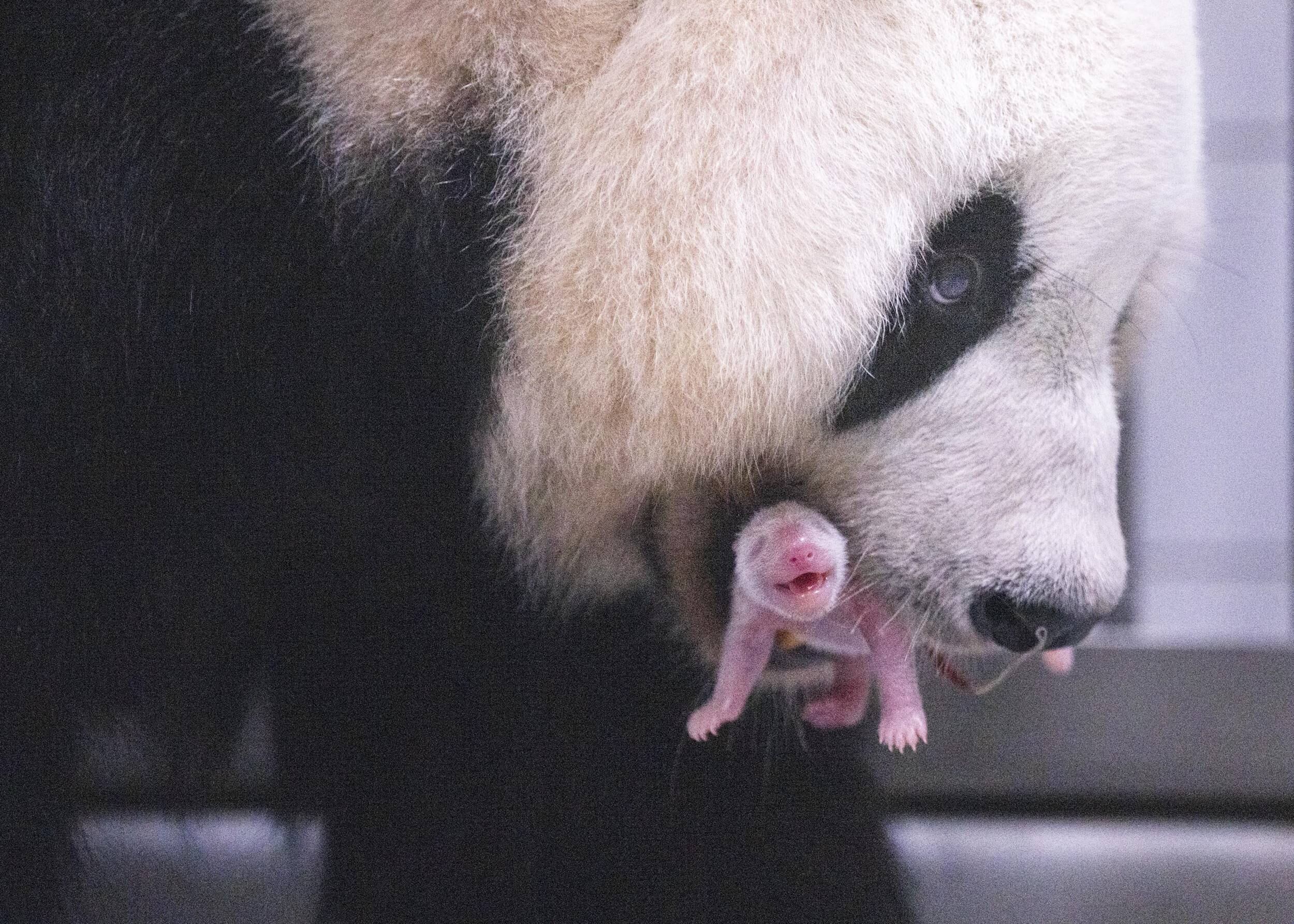 Third sister to Fu Bao born, all-female panda quartet