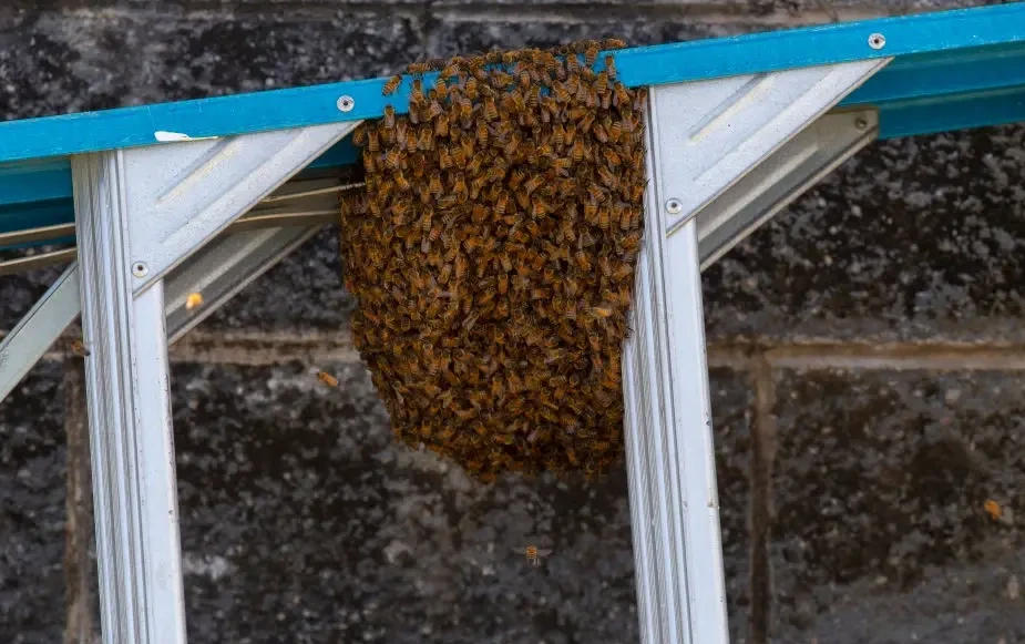 Young beekeeper drives pollination efforts across Australia