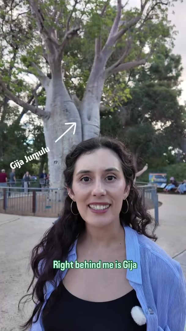 Perth's 750 year old tree #perth #perthaustralia #australiatravel