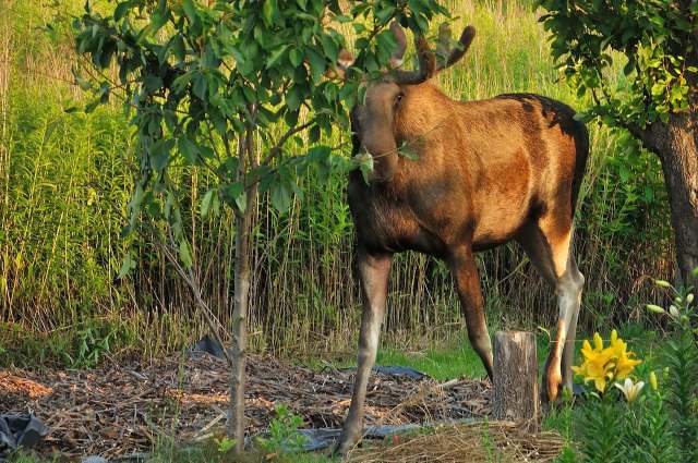 Routine cleaning visit turns wild when workers find bull moose tangled ...