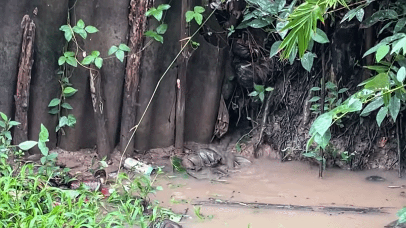 Fish swim upstream through rainwater in nostalgic countryside scene