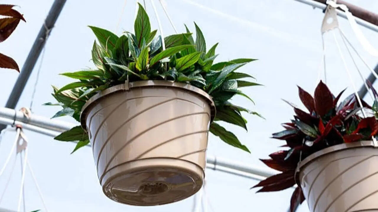 Hanging baskets turning thin: 7 smart care tips to keep them ...