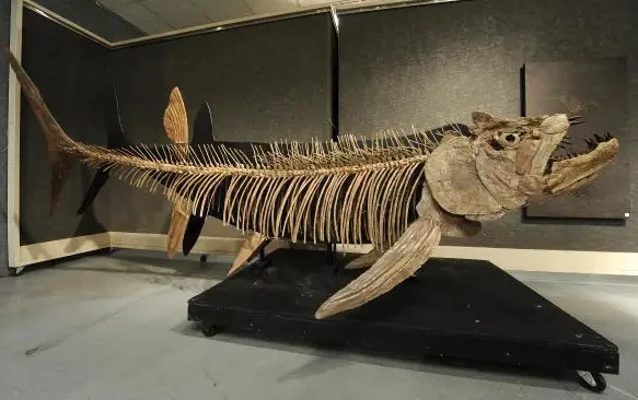 Kansas boy uncovers 85-million-year-old sea predator fossil