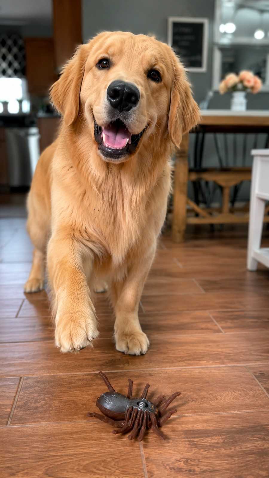 Golden retriever tricks me with a spider