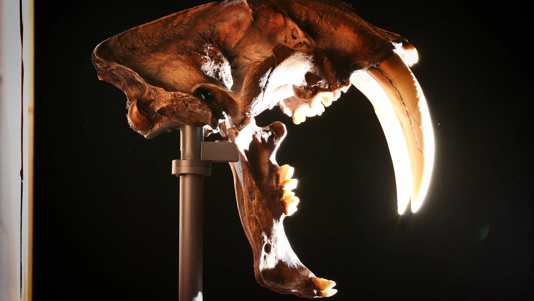 9 extinct animals people claim to still see
