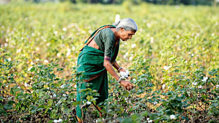 Chambal Fertilisers to Coromandel International: Fertiliser stocks rise ...