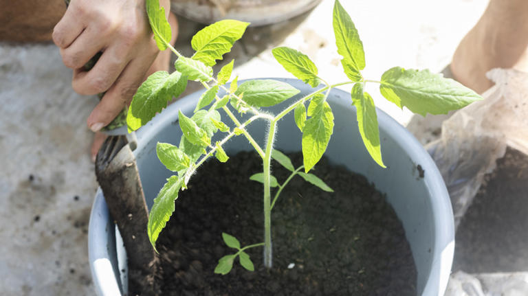 How often do I need to replace soil for tomato plants?