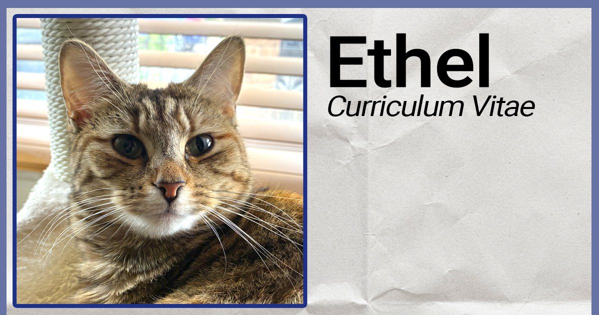 Starmer’s AI jobseeker chatbot wrote my pet cat a CV and said she’s ...