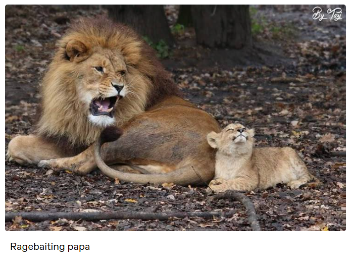 33 safari animal memes for a wildly wholesome midweek mood