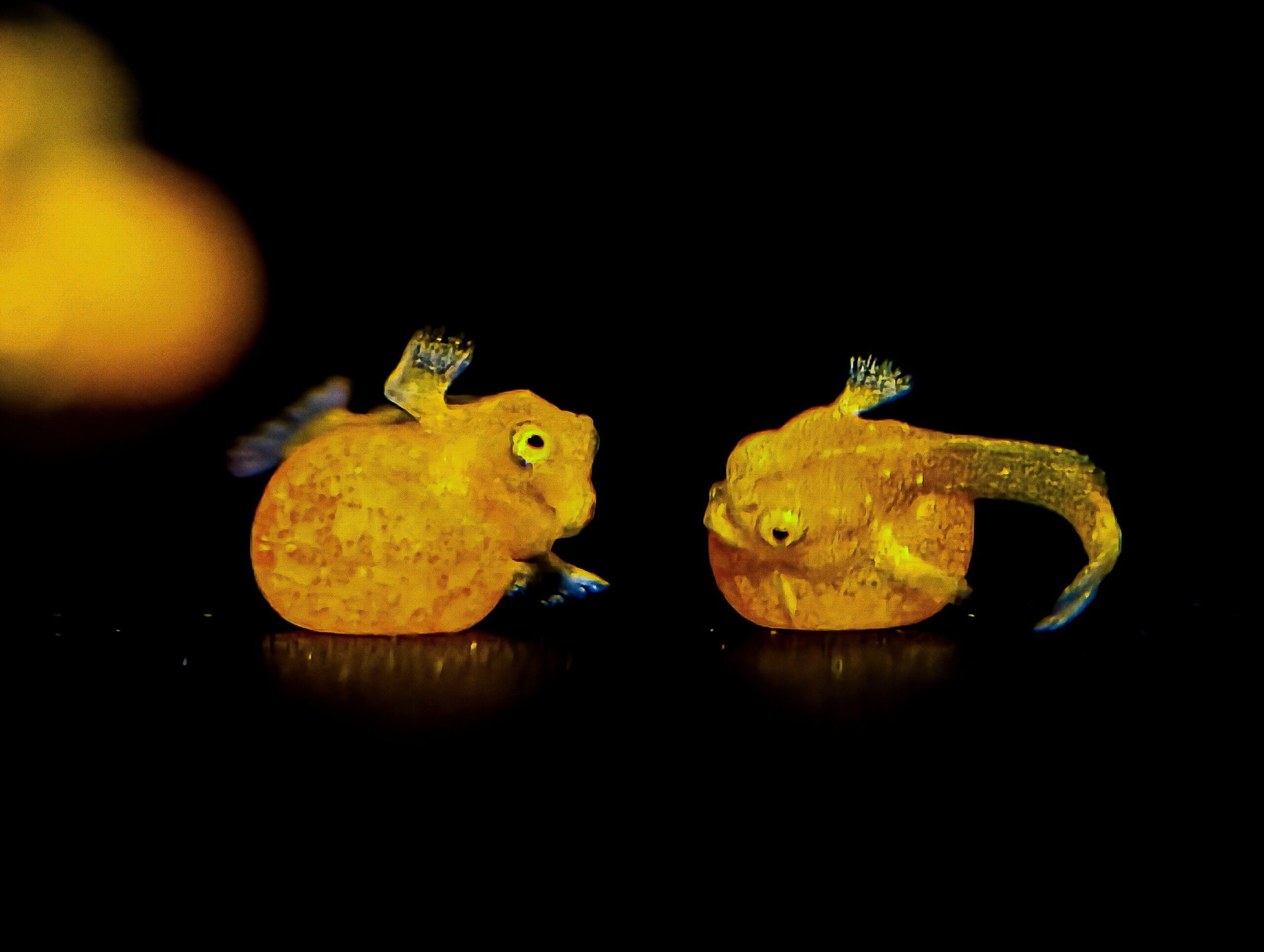 One of world’s rarest fish shortlisted for top science photography awards