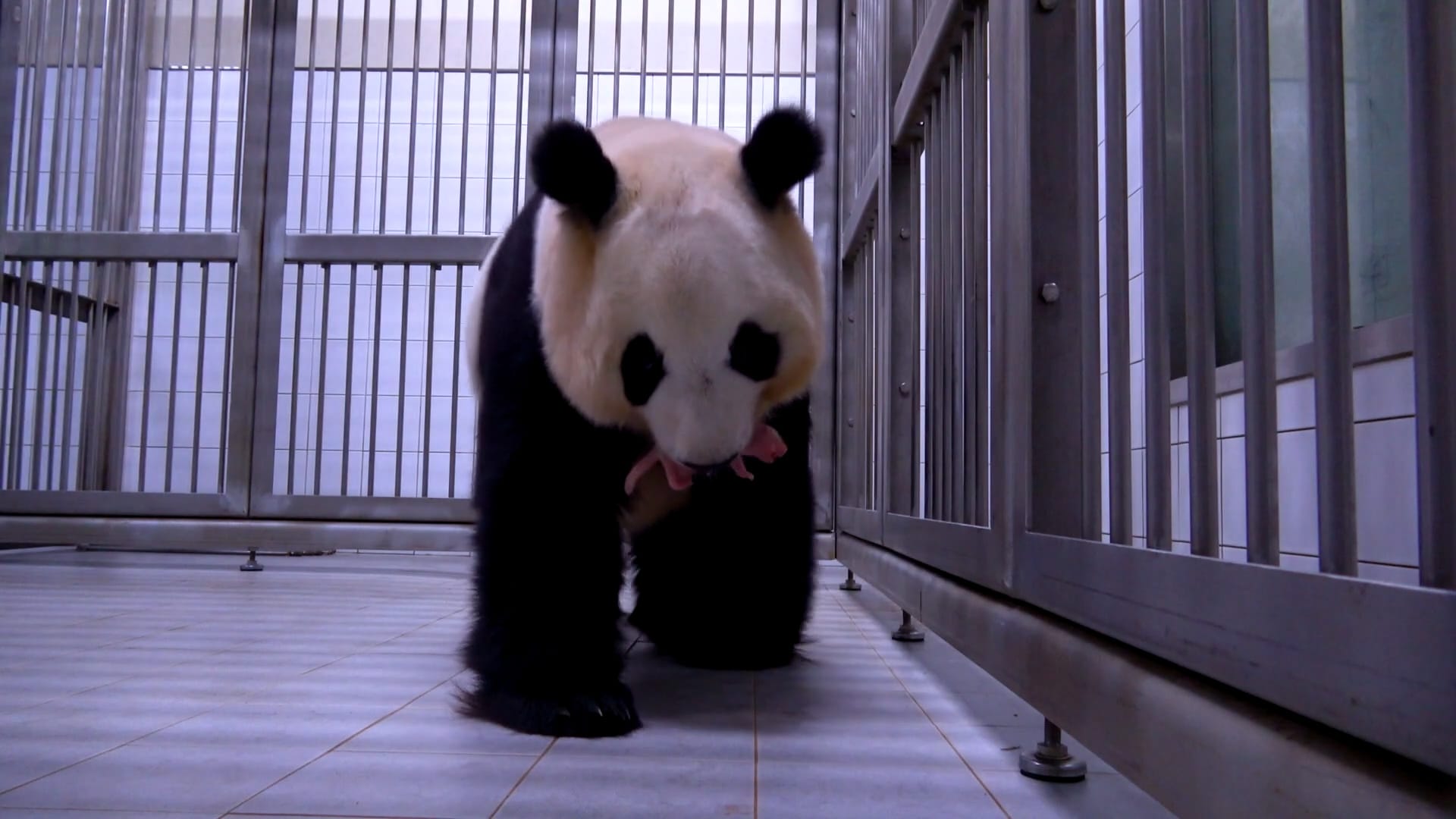 Giant panda on loan from China gives birth to cub in South Korea