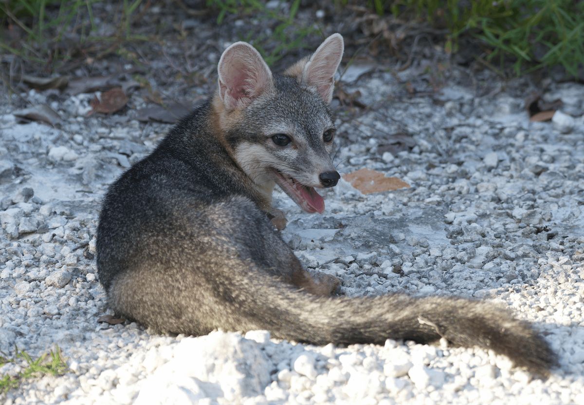 For the first time, one of Earth's rarest canids has been photographed ...
