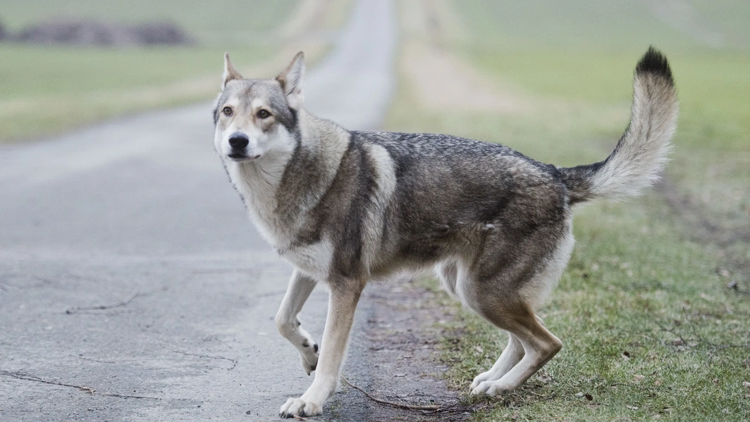 Your dog might be more wolf than you think
