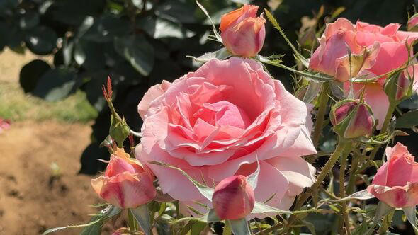 Stop black spot infecting roses by spraying leaves with one item