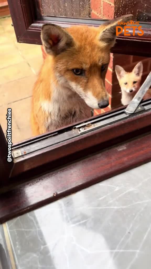 Woman's bond with local fox leads to unforgettable encounter