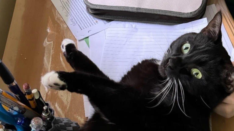 Vets examine a cat found in a box and discover a unique mark on her body