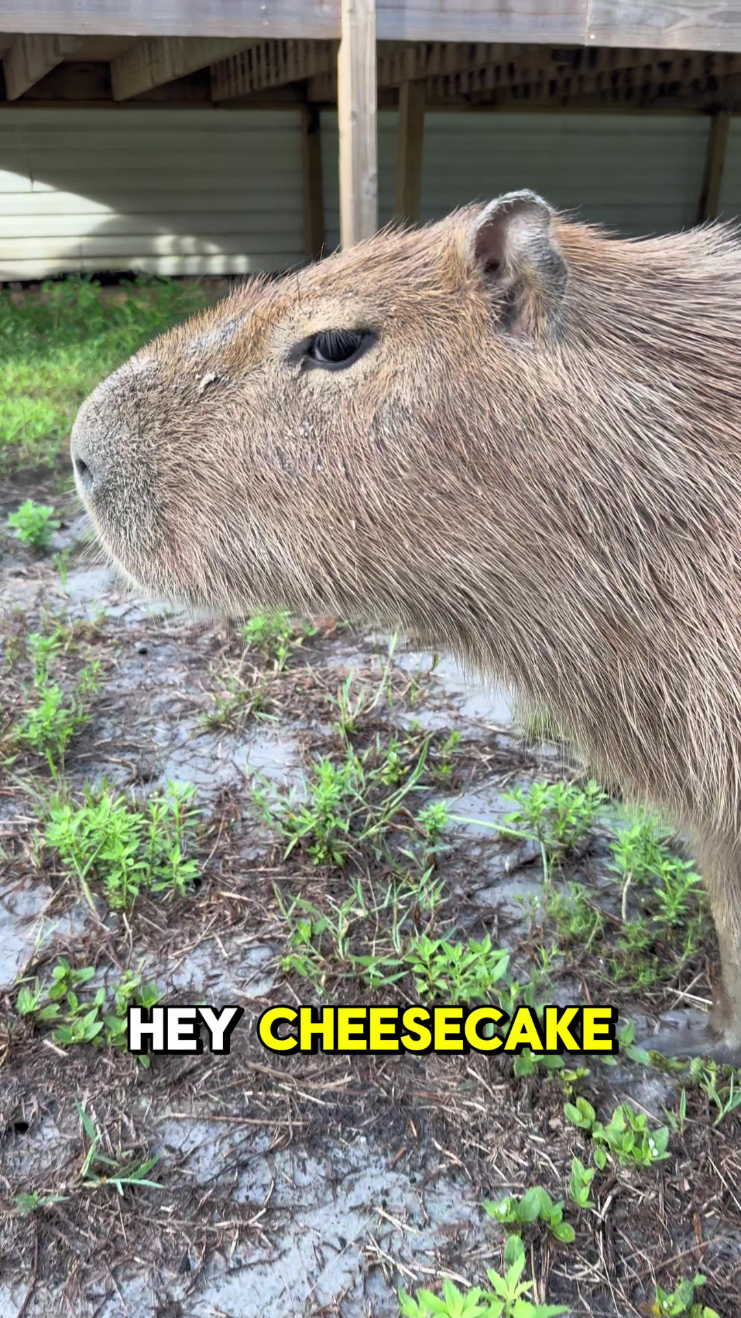 Funny moments with capybaras during spooky season
