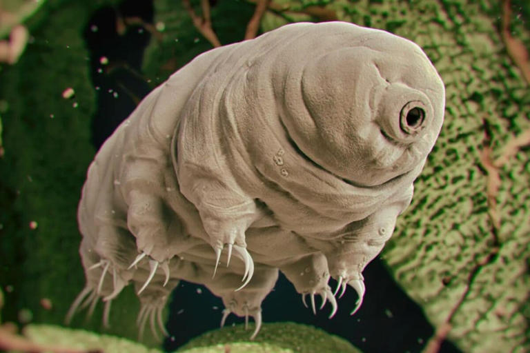 These animals can go months, even years, without food: Some of them ...