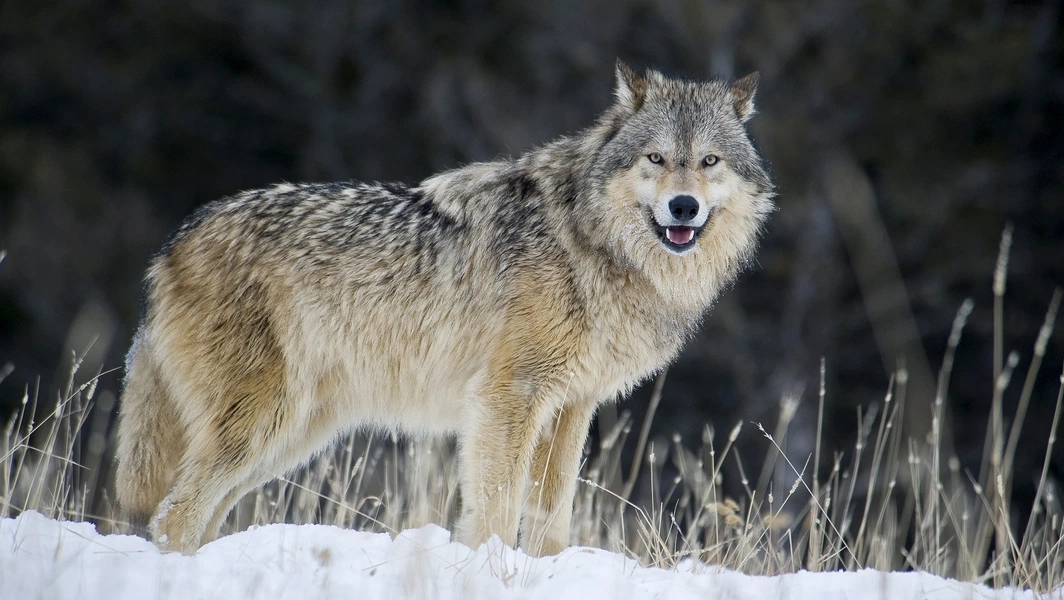 9 US states with notable wolf populations and recovery efforts
