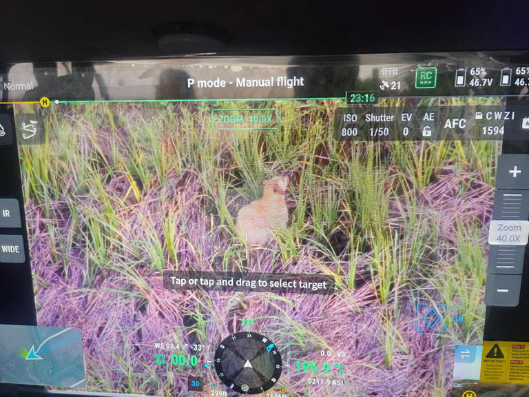 Missing dog found on remote island after house fire