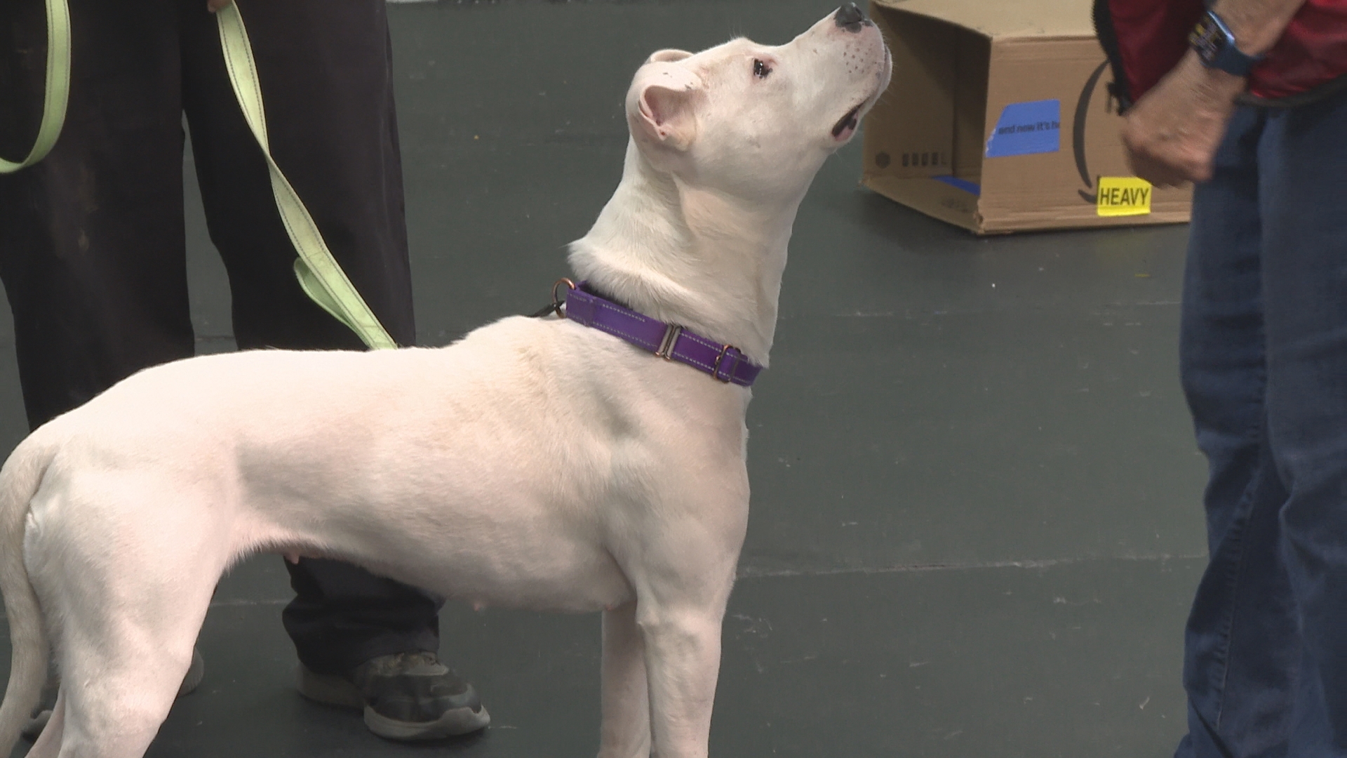 New Lake Humane Society programs aim to keep pets with the families who ...