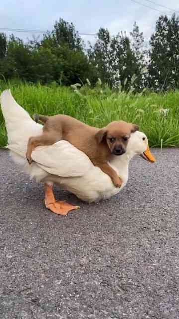 The unusual farmyard friendship showing a large duck acting as a ...