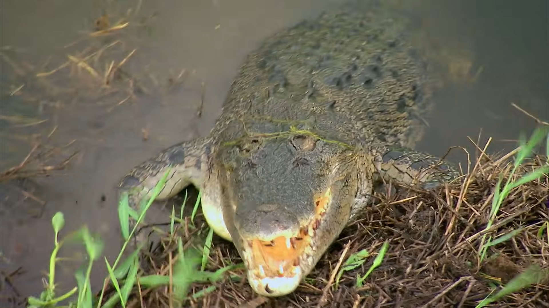 Watch a 330-pound crocodile get pulled from a river... then it starts ...
