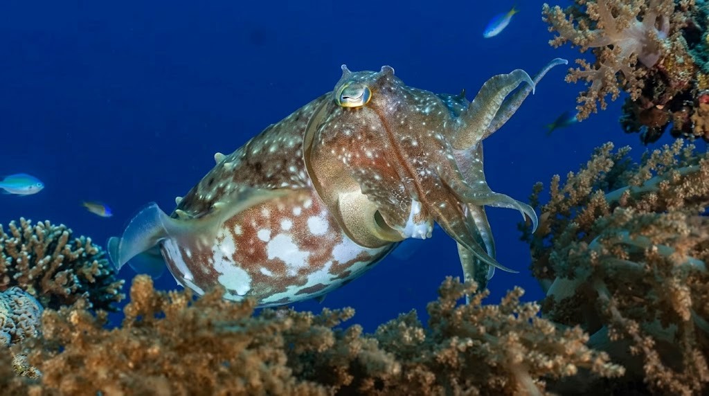 This alien-like hunter uses mind tricks to catch dinner