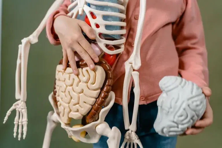 Why researchers say the human brain is far more mysterious than we ever ...
