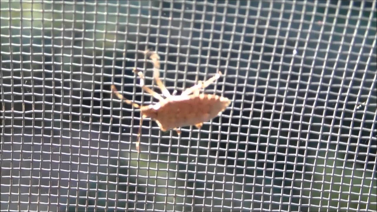 How stink bugs got through tiny screen gaps even mosquitoes couldn’t use