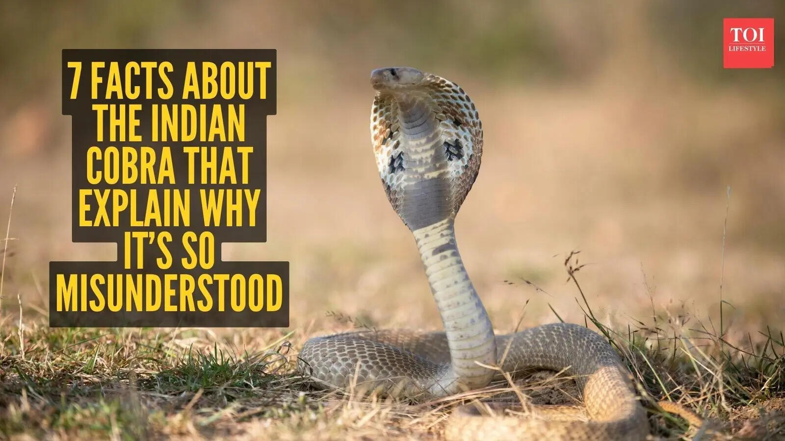 7 facts about the Indian cobra that explain why it’s so misunderstood
