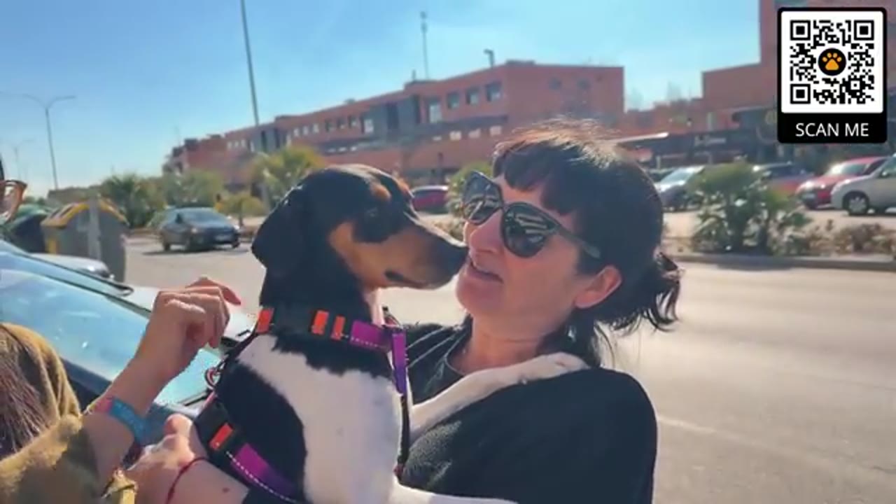 Lonely dog found on the streets - until one woman gave him hope