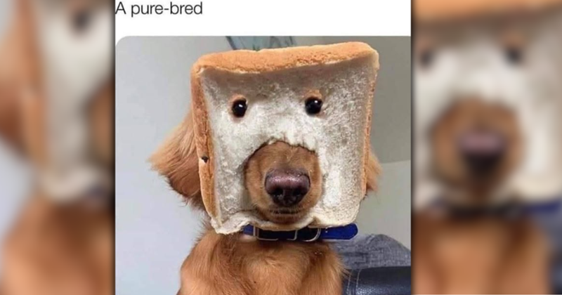 22 joyful dog memes for a delightful day and a wonderful week