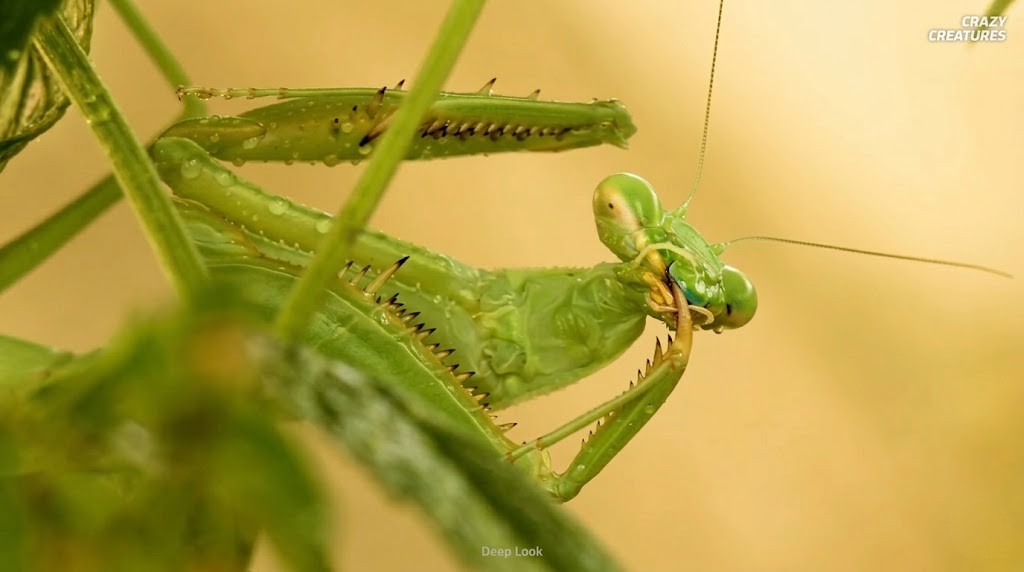 Watch what happens when a female mantis decides her mate is dinner
