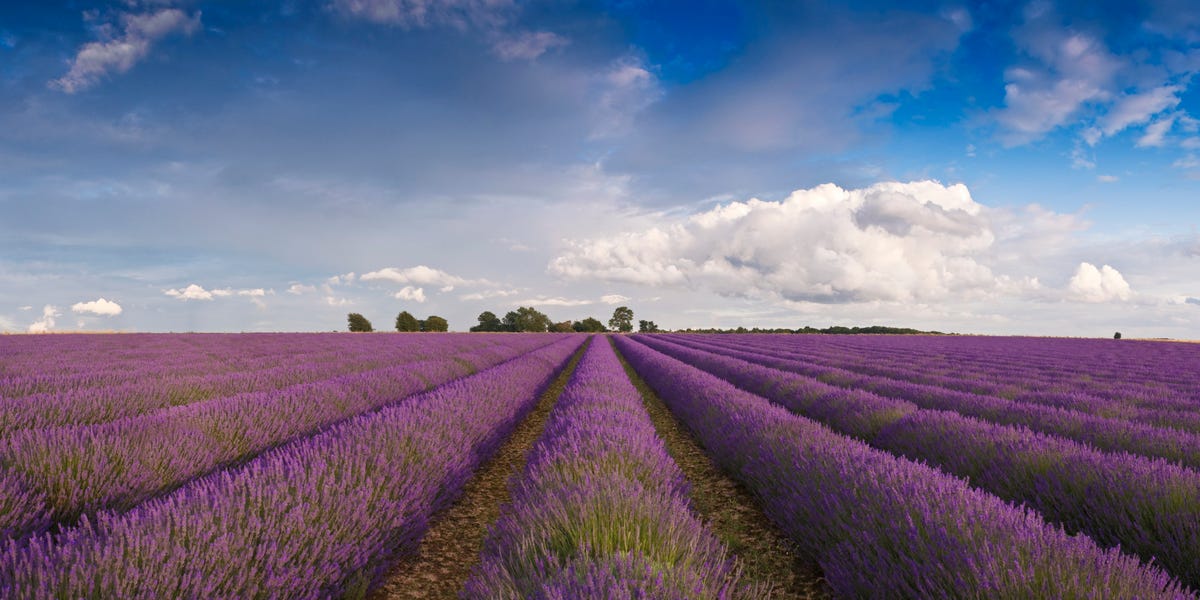 Provence without the passport: 13 best UK lavender fields to visit this ...
