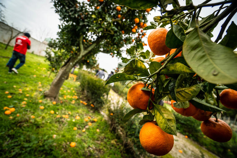 Marrese, il bando sugli investimenti in agricoltura penalizza il ...