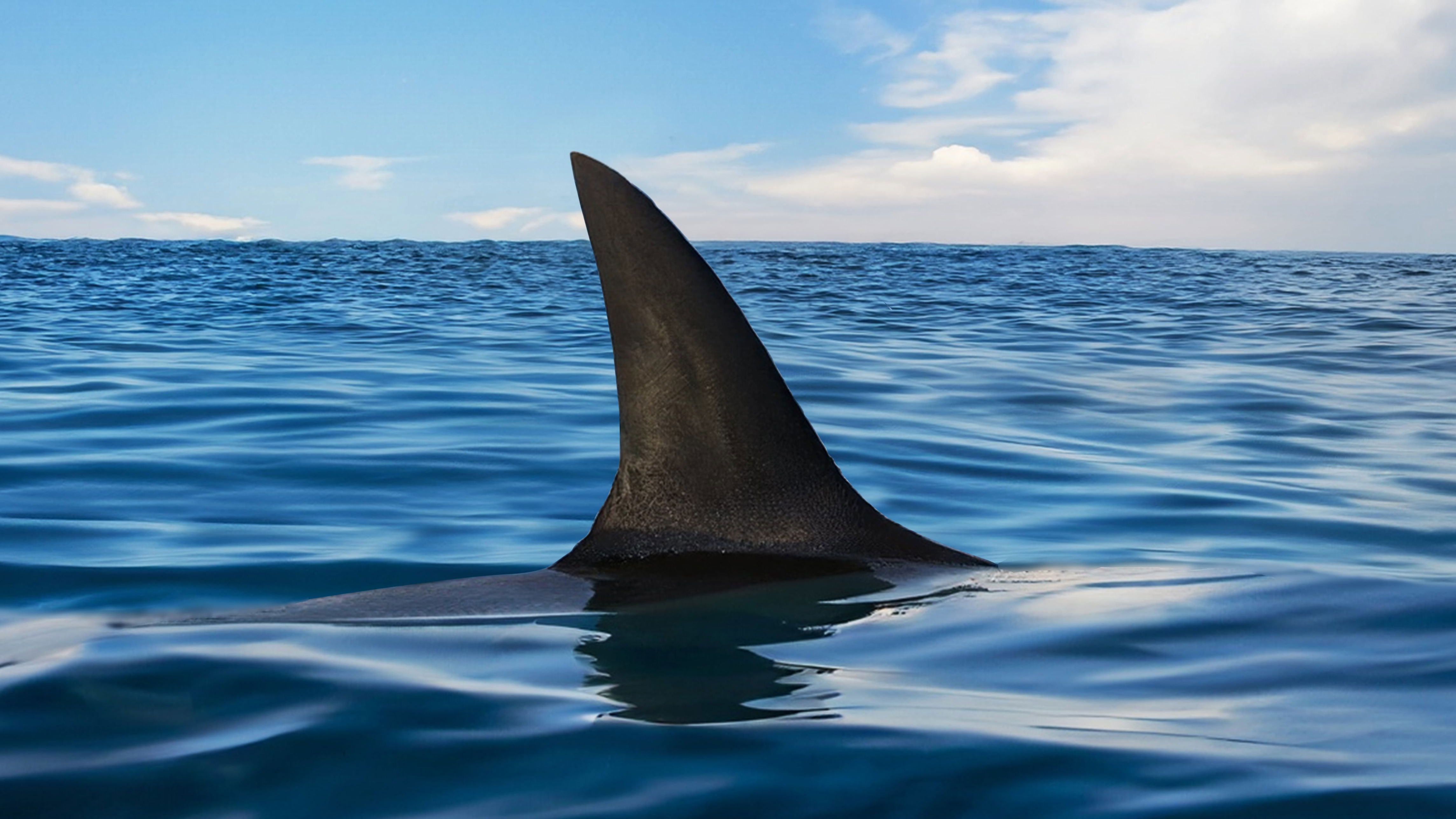 US Navy worker fighting for life after shark attack