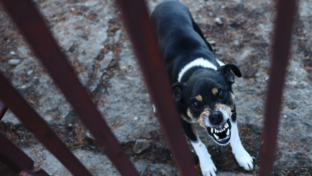 Turn down the volume on your dog’s barking