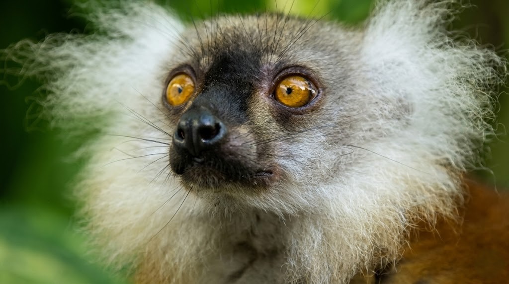 Watch what happens when a lemur finds its favorite drug